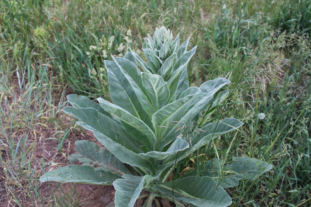 Mullein, Not Just a Common Weed - Countryside